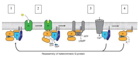 Signal Transduction Terms And Definitions For Exam 3 Chemistry