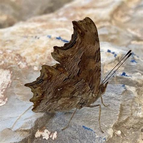 Southern Comma Polygonia Egea Insect Identification Guide Habitat