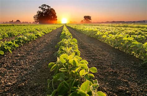 5 Startups Improving Crop Yield Forecasting Nanalyze