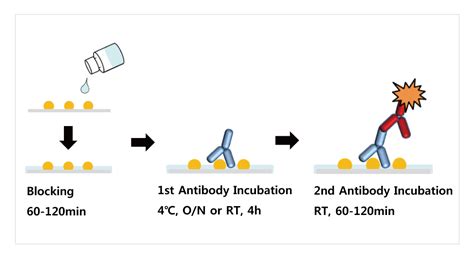 Western Blot Transfer Troubleshooting Julivids
