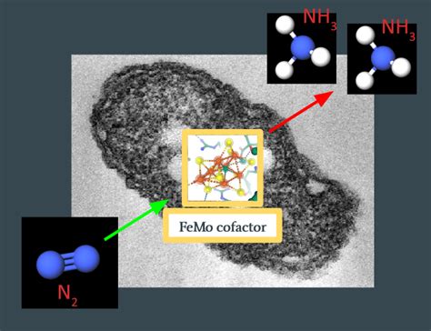 Applying The Variational Quantum Eigensolver To The Femo Cofactor Of Nitrogenase A Project For