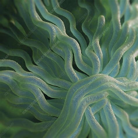 Borrelia Burgdorferi Artwork Stock Image C0205138 Science Photo