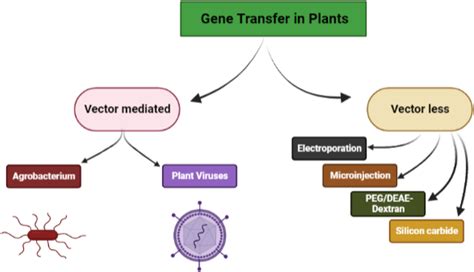 Conventional Methods Of Gene Transfer In Plants Download Scientific