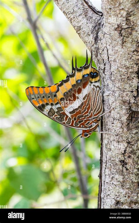 Two Tailed Pasha Charaxes Jasius Resting On Tree Trunk Colorful