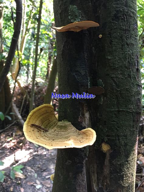 Warna Warni Hidupku Pokok Rotan