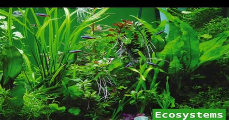 Pptx Ecosystems Biosphere Ecosystem Community Population Organism Pdfslidenet