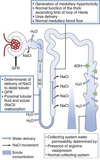 Nephron And Concentrations Of Interstital Fluid Image Humanbery