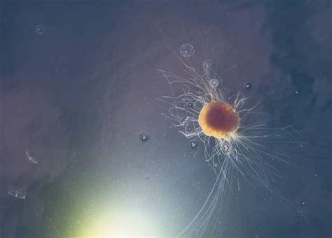 유령해파리 스톡 사진 및 일러스트 Istock