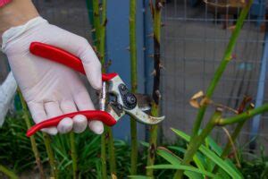 4 Effective Methods Of Tree Pruning