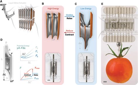 Proposed Muscle‐inspired Design This Liquid Metal Actuator Design