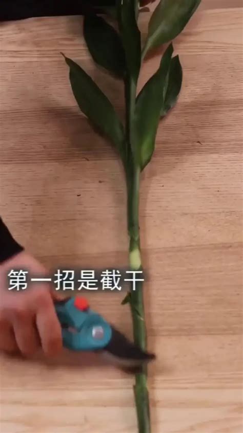 生活的美好从一盆花草开始 简单生活心灵自然愉悦