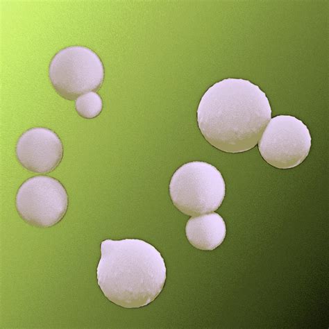 Blastomyces Fungus Causing Photograph By Science Source Pixels