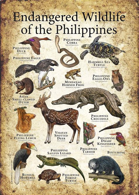 Wild Animals In The Philippines