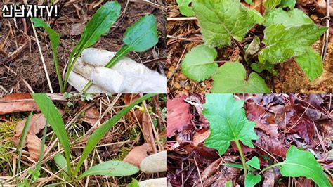 약이 되는 수리취 미역취 벌개미취 참취 산나물 종류 취나물 효능 초보자 구별 구분 방법 봄나물 산남자 약초 나물 버섯 산행 돼지나물 수리취떡 항암 자연 건강