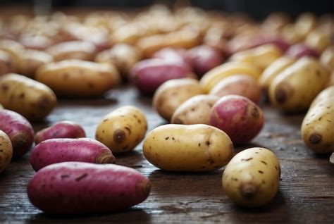 Determinate Vs Indeterminate Are Fingerling Potatoes Different Gardening Dream