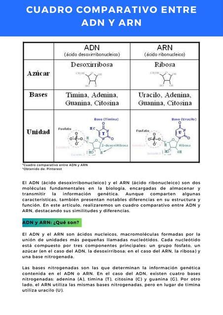 Cuadro Comparativo De Adn Y Arn