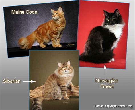Norwegian Forest Cat Vs Siberian Cat Norwegian Forest Cats Norwegian