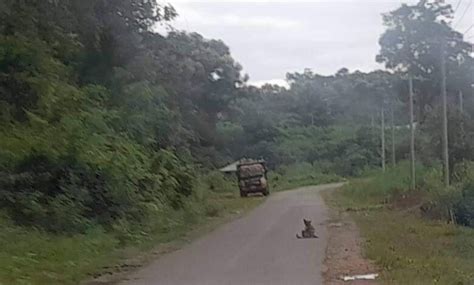 ဗန်းမောက် ၅ ရက်တာ တိုက်ပွဲအတွင်း စစ်ကောင်စီဘက်က အကျအဆုံးများပြား နိုင်ငံတကာမြန်မာ့သတင်း