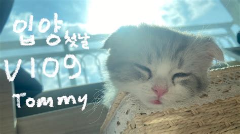Vlog 아기 고양이 입양 브이로그 개냥이다냥🐈 새식구 토미 아깽이 Youtube