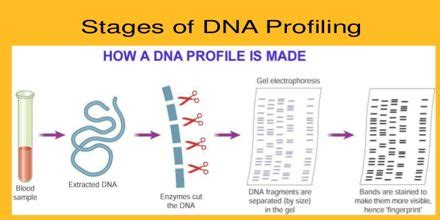 DNA Profiling Assignment Point