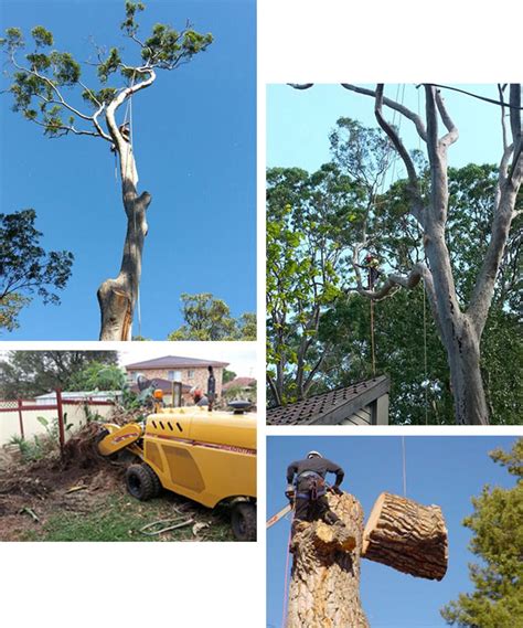 About Us Statewide Tree Service Tree Service Sydney Tree Removal Service Sydney