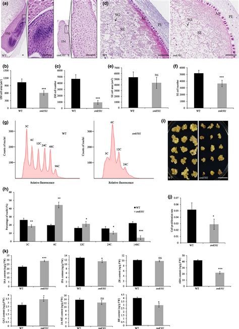 Small Kernel 501 Smk501 Encodes The Rubylation Activating Enzyme E1 Subunit Ecr1 E1 C