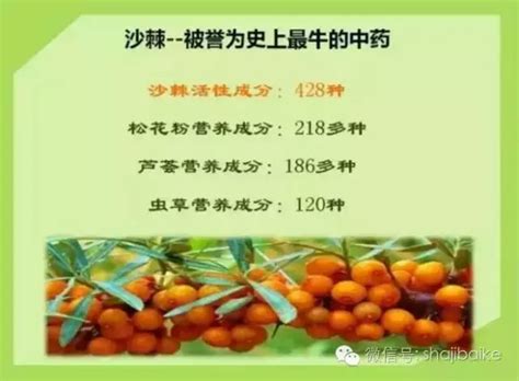 十大理由告诉你为什么这么多人钟爱沙棘 知乎