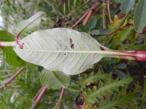 Polygonum Lapathifolium Pale Persicaria