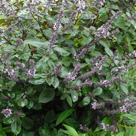 Basilic Planter Et Cultiver Ooreka