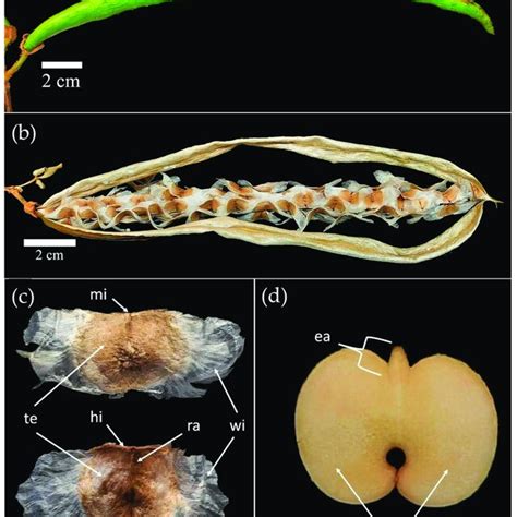 Germination Speed Index And Average Germination Time Values For