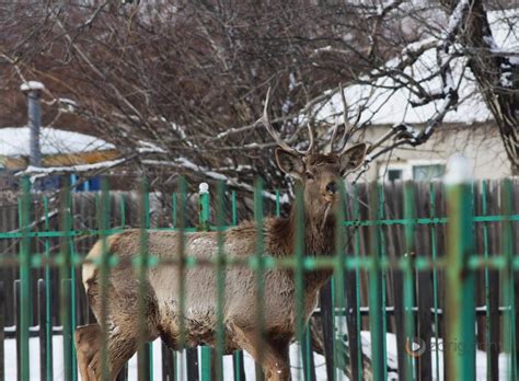 Суурьшлын бүсэд орж ирсэн зэрлэг амьтдыг үргээхгүй байхыг анхааруулж байна