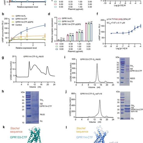 Gpr133 And Gpr114 Basal Activity And Complex Purification A B