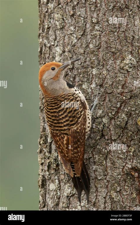 Guatemalan Flicker Colaptes Auratus Mexicanoides Perched On A Branch In Guatemala In Central