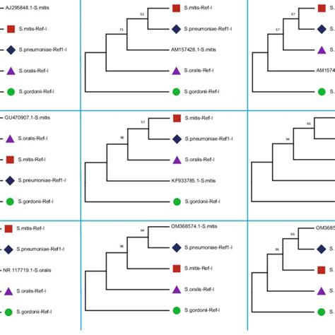 Phylogenetic Tree Constructed Using Concatenated 16s Rrna Approach The Download Scientific