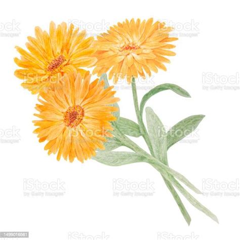 오렌지 금송화 Officinalis 수채화 손으로 그린 삽화의 Boquet 라벨 에코 제품 섬유 천연 약초 건강 차 화장품 및 동종 요법 치료제를위한 식물 성분 거베라데이지