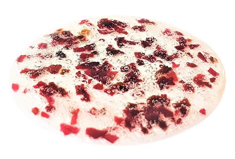 Species Spotlight Dulse Updates Horizon Seaweed