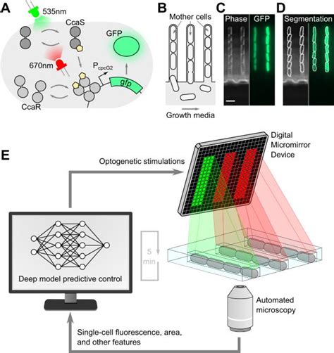 Samuel Oliveira On Linkedin Deep Model Predictive Control Of Gene