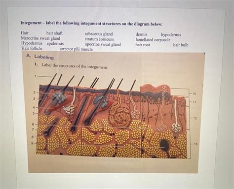 Solved Integument Label The Following Integument Chegg Com