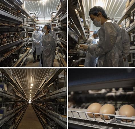 Xin Tian Yong On Linkedin Diversifying Our 🥚 Supply Continuously