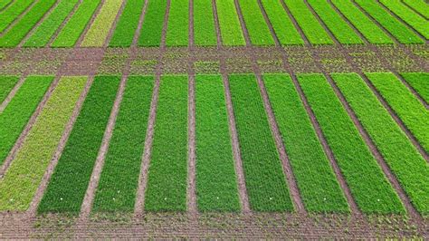 Drone View Of Agricultural Test Plots With Varying Crop Growth Experimental Field Rows For