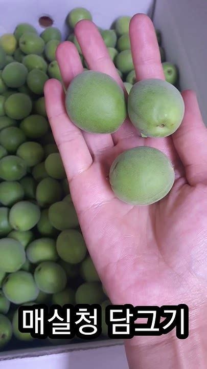 매실 매실청 매실엑기스 소화제 가정필수품 배앓이 직빵 청매실 황매실 설탕 꼭지따기 여름 매화꽃 매화나무 열매 여기는서울 Youtube