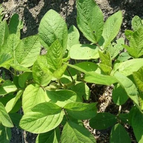 Glycine Max L Merr From Soybean Packaging Type Packet Packaging Size 25kg At ₹ 1000kg