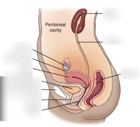 Female Reproductive Anatomy Side View Diagram Quizlet