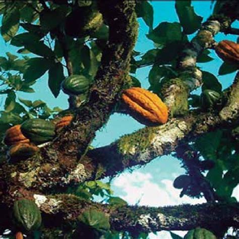 Comparison Of Cocoa Tree Ages And Cocoa Plantation Ages Cocoa Tree Download Scientific Diagram