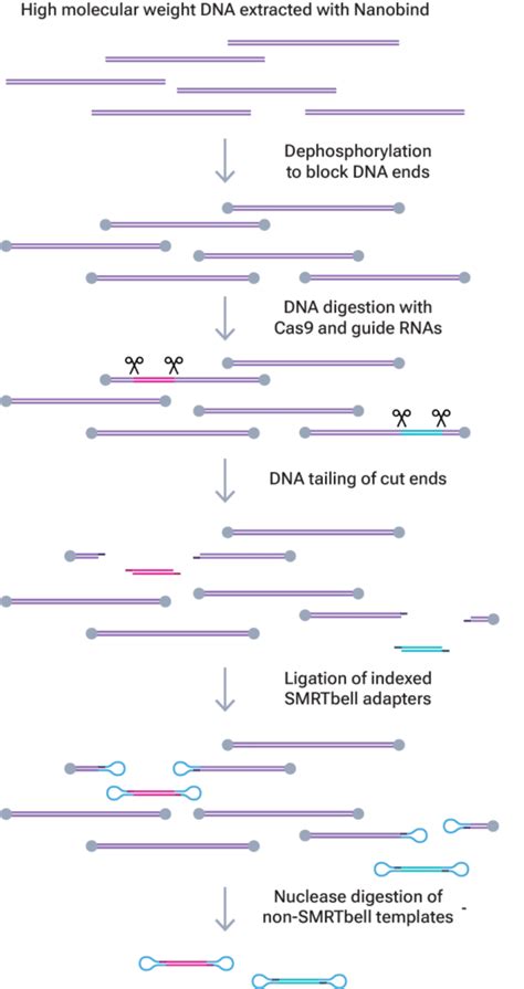 Gaining Deeper Insight With Targeted Sequencing Pacbio