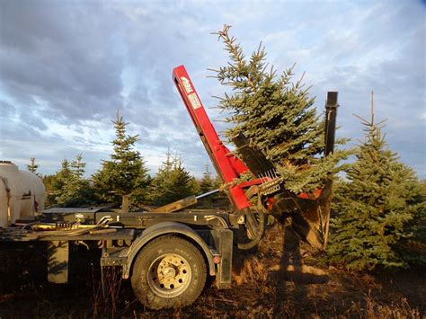 Tree Spade Info Fir Ever Green Tree Farm