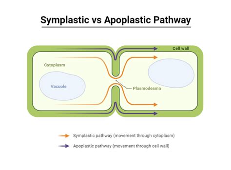 Symplastic Vs Apoplastic Pathway Biorender Science Templates