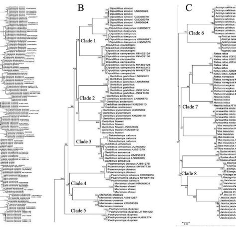 Phylogenetic Tree Of Maximum Likelihood Analyses Section A Based On Download Scientific