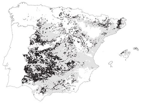 Actual Distribution Of Spanish Holm Oak Forests Solid After Ceballos