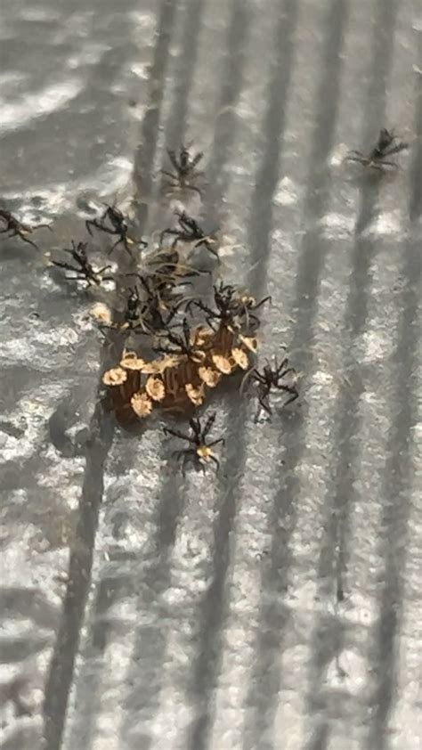 Assassin Bug Nymphs Plotting World Domination Roddlyterrifying